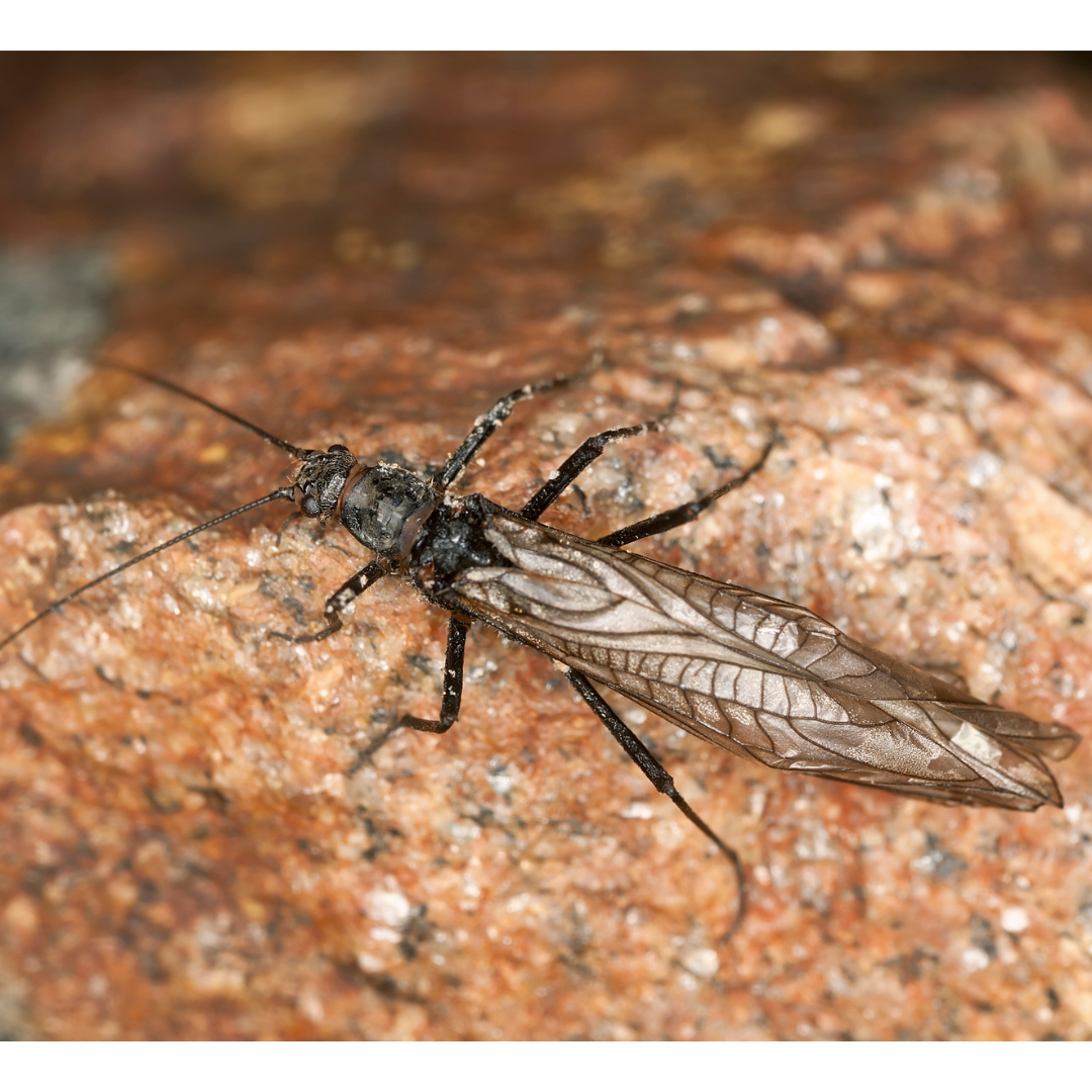 Natural Resources - Patapsco Heritage Greenway